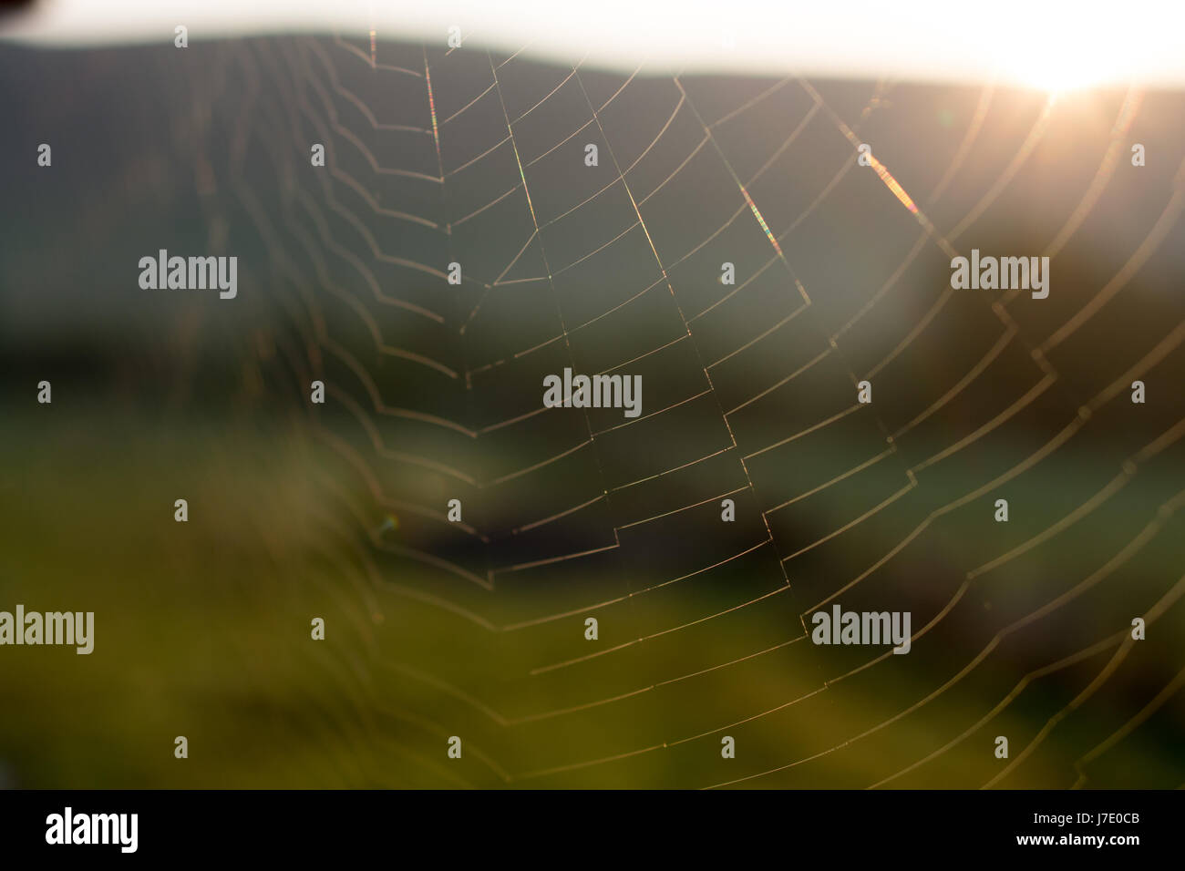 Morning through a spider web Stock Photo - Alamy