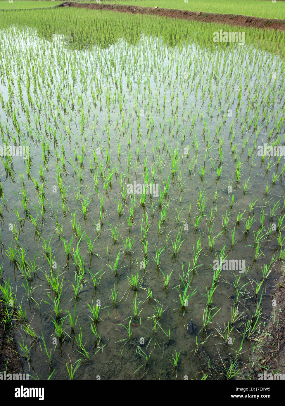rice fields at sunset evening light. agriculture, Southeast Asia Stock ...