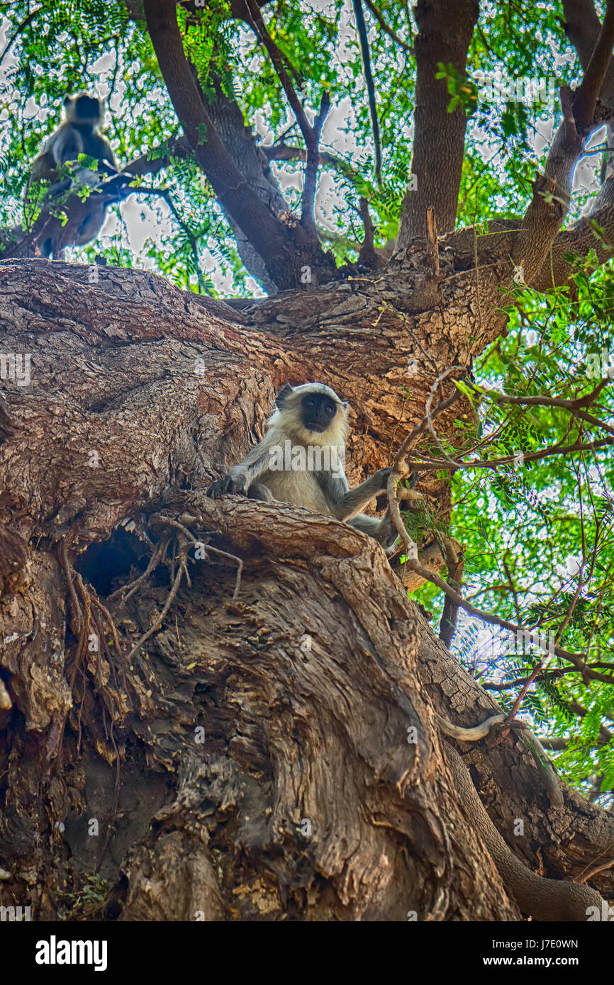 Flying soldiers of monkey God Hanuman 1. Bunch of monkeys (entellus ...