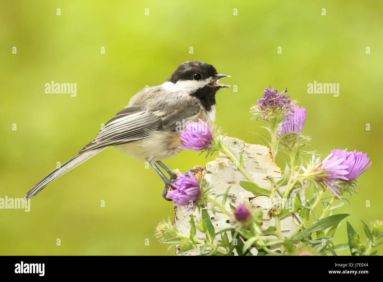 A Black-capped Chickadee calling among purple flowers during summer in ...