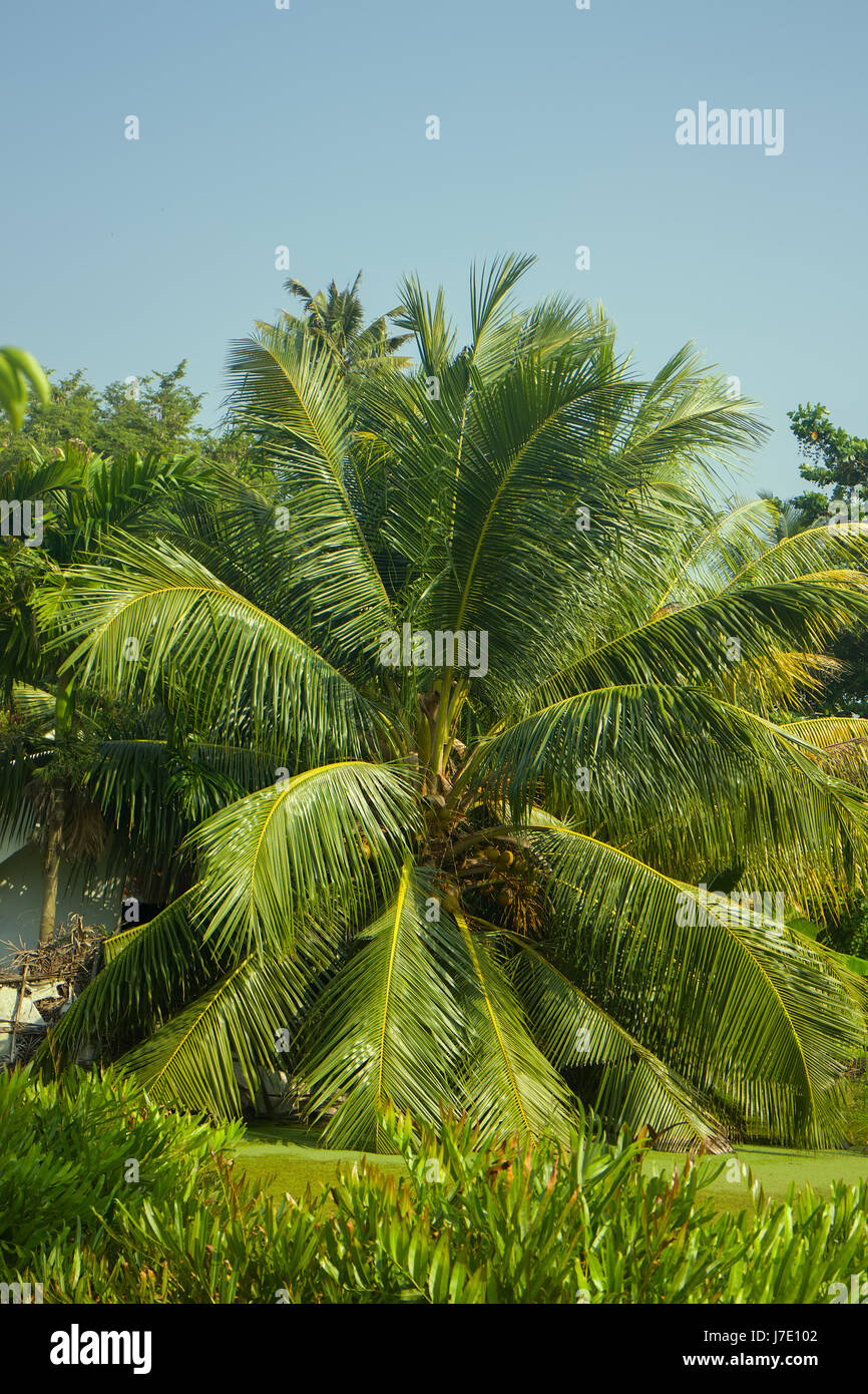 Luxury coconut tree on lawn in front of house Stock Photo - Alamy