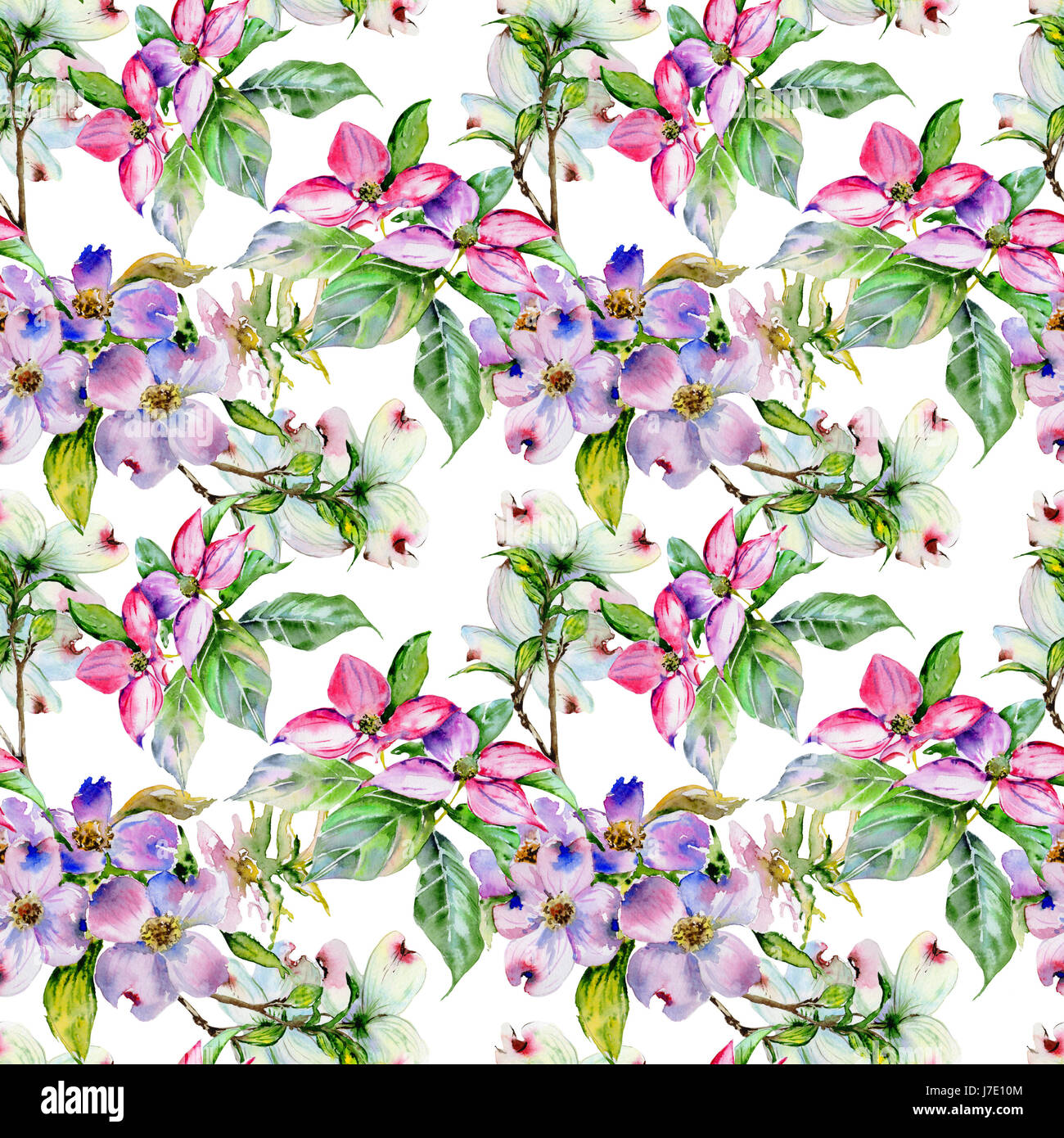 Wildflower dogwood flower pattern in a watercolor style isolated Stock ...