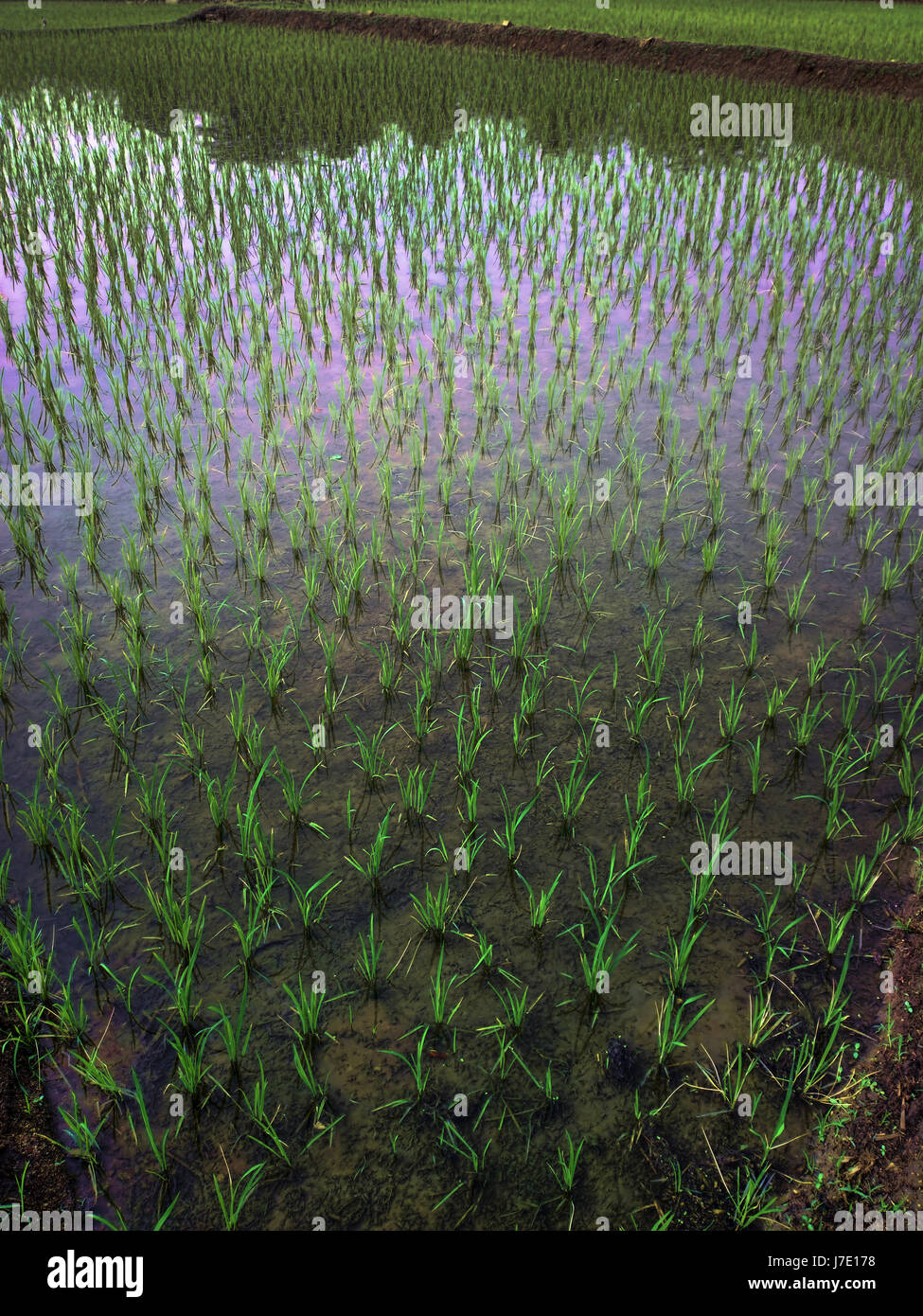 rice fields at sunset evening light. agriculture, Southeast Asia Stock ...