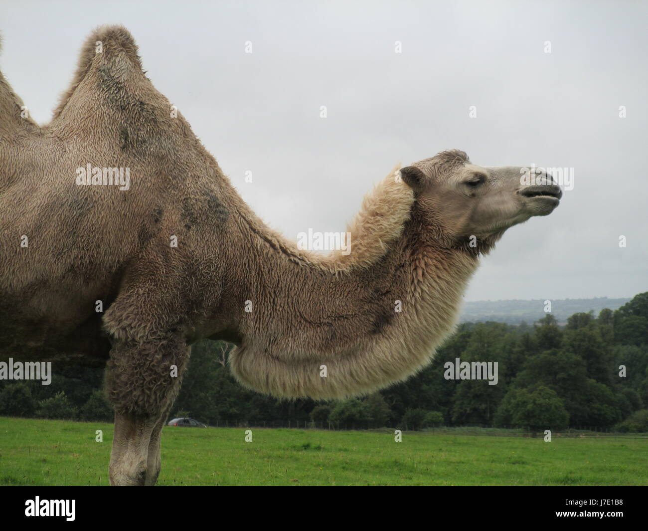 Camel photography hi-res stock photography and images - Alamy