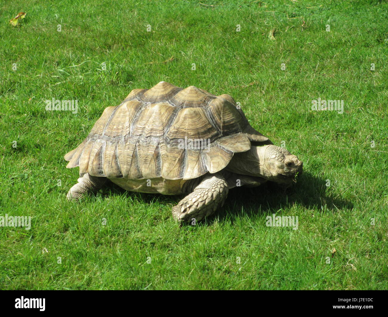 Tortoise photography hi-res stock photography and images - Alamy