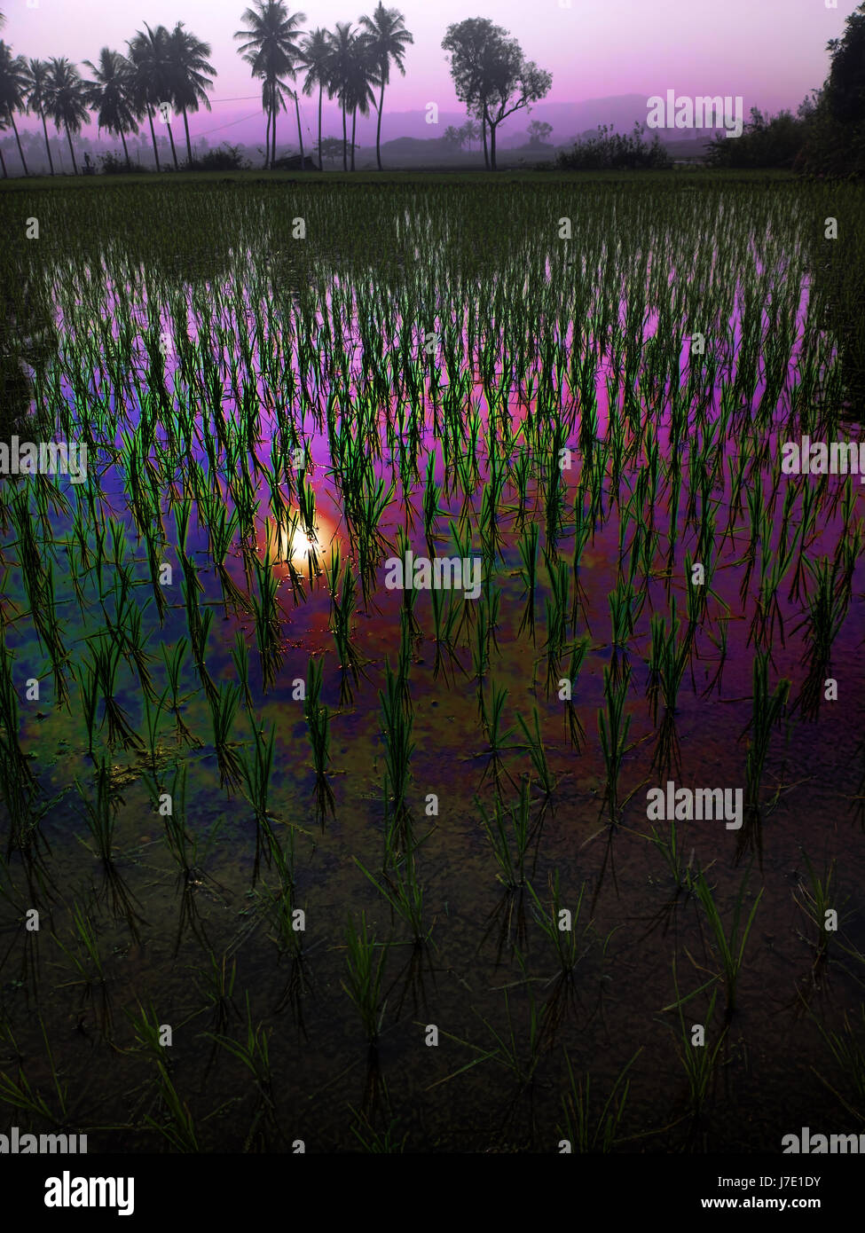 rice fields at sunset evening light. agriculture, Southeast Asia Stock ...