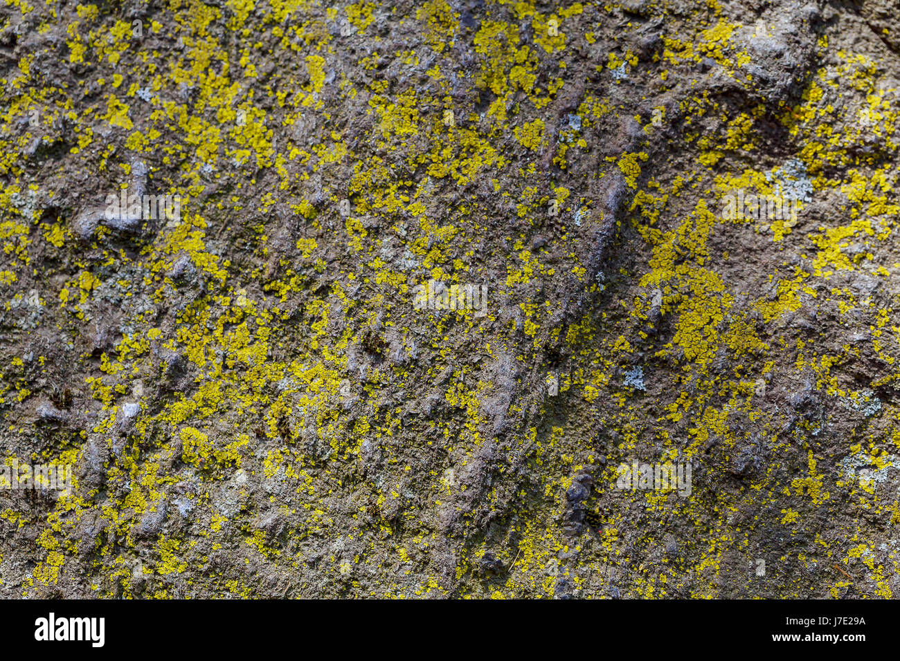 texture abstract pattern of stone texture wall for background Stock ...
