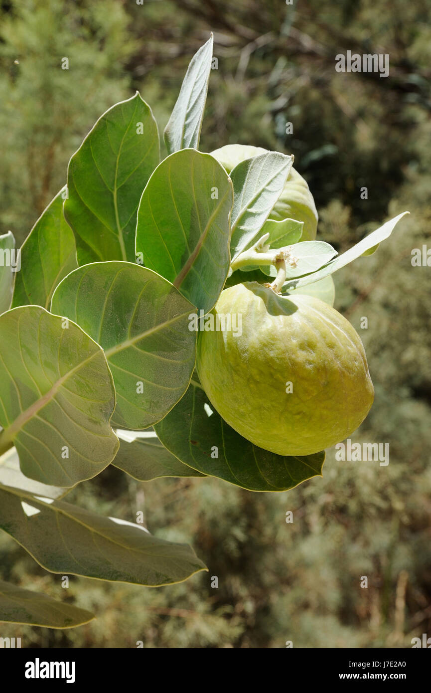 Apple of sodom hi-res stock photography and images - Alamy