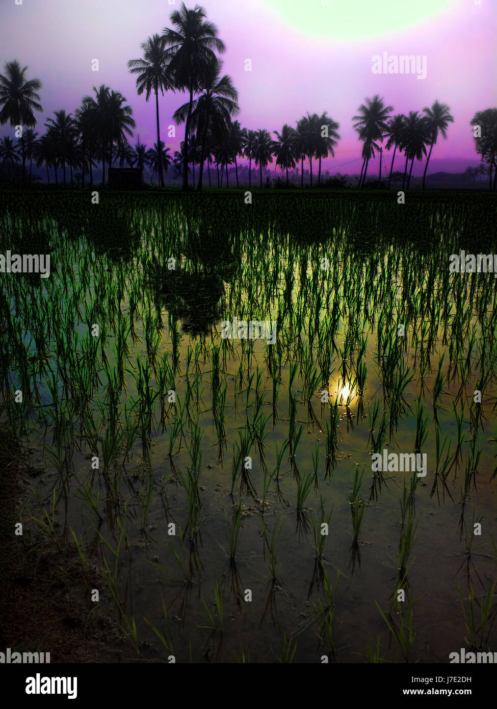 rice fields at sunset evening light. agriculture, Southeast Asia Stock ...