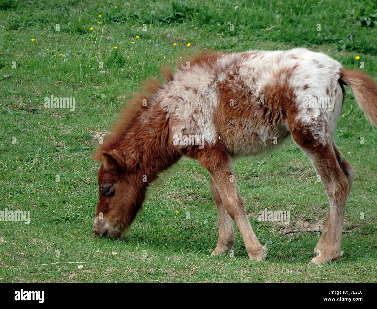 Grazing pony , Beatiful pony horse on the green meadow Stock Photo - Alamy