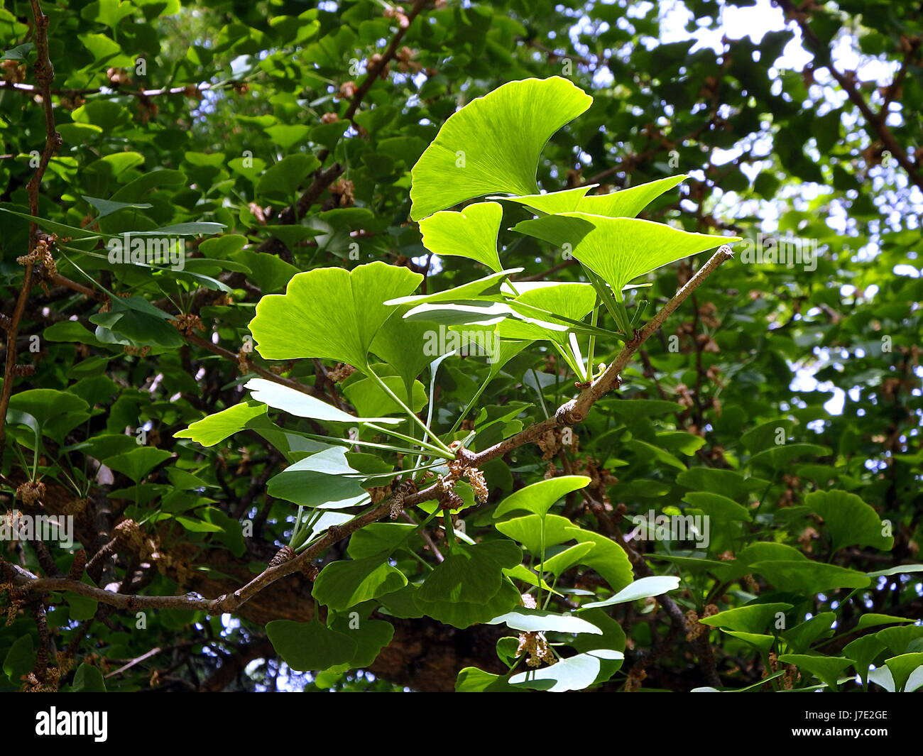 Green leaves ginkgo biloba, ginkgo - tree with green leaves Stock Photo ...