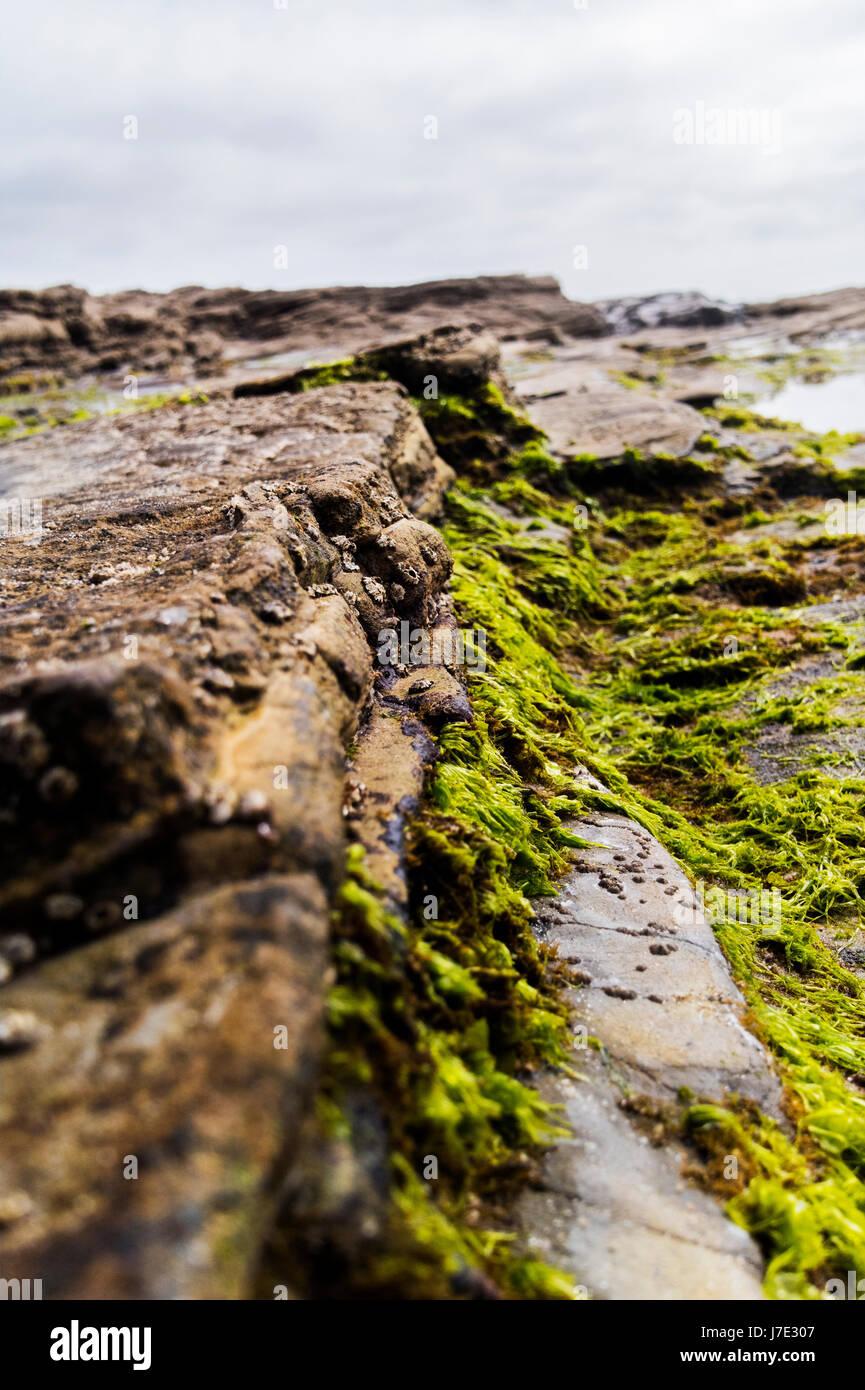Green algae moss rocks hi-res stock photography and images - Alamy