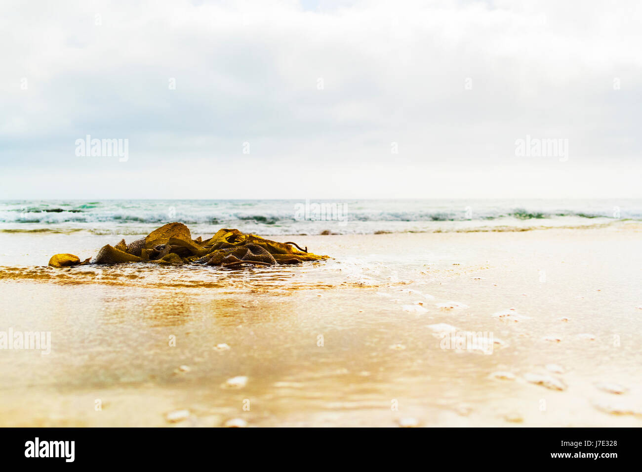 Seaweed on beach sand with cloudscape Stock Photo - Alamy