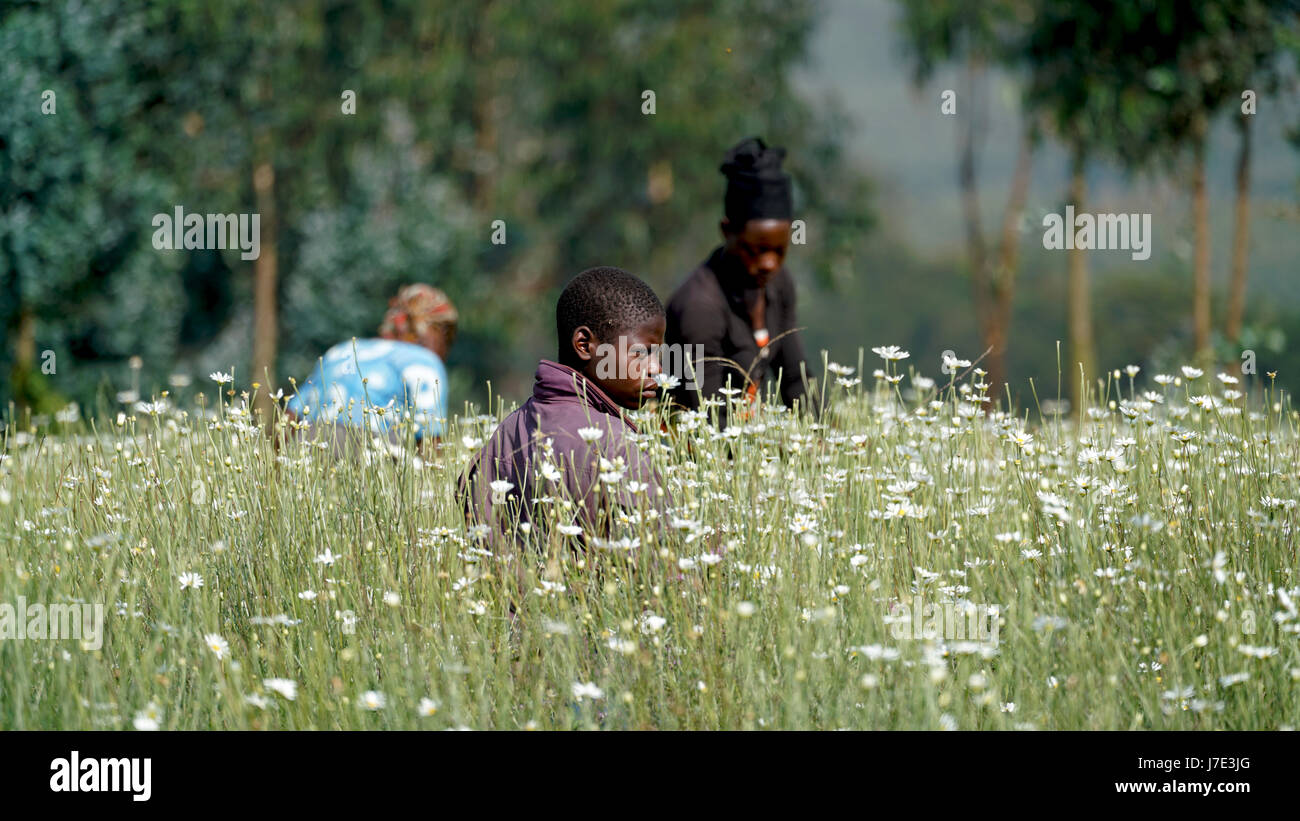 Rwandan plants hi-res stock photography and images - Alamy