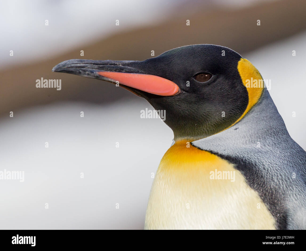 Close up of King penguin portrait, looking left Stock Photo - Alamy