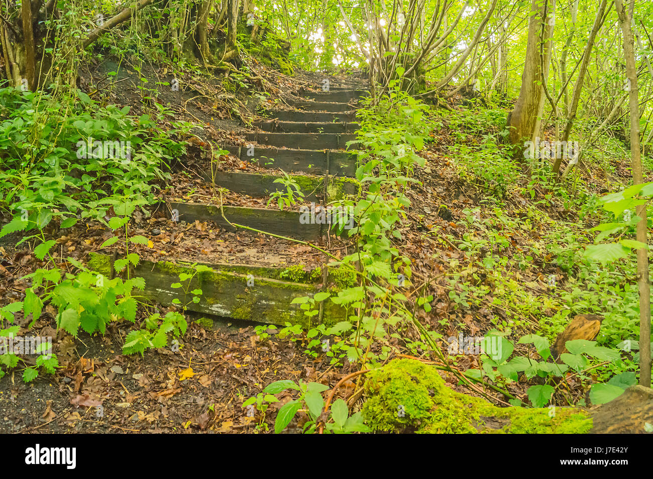 Woodland wooden steps hi-res stock photography and images - Alamy