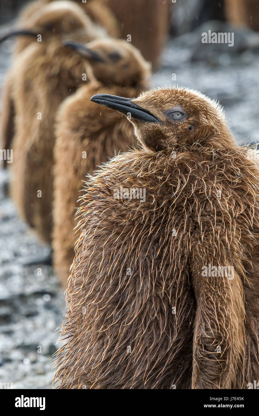 Baby penguin face hi-res stock photography and images - Alamy