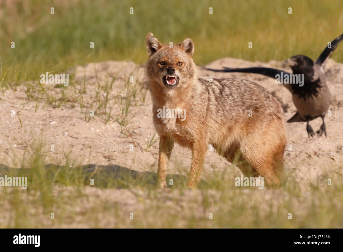 golden jackal (Canis aureus) adult in aggressive behaviour chasing crow in grassland, Danube ...