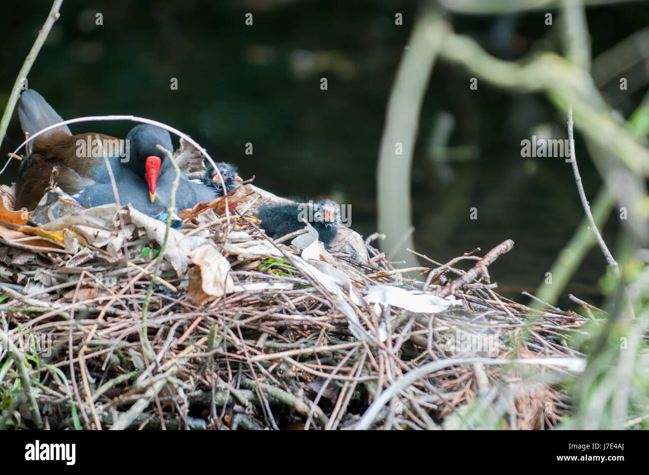 Mother and baby birds nesting on a river nest Stock Photo - Alamy