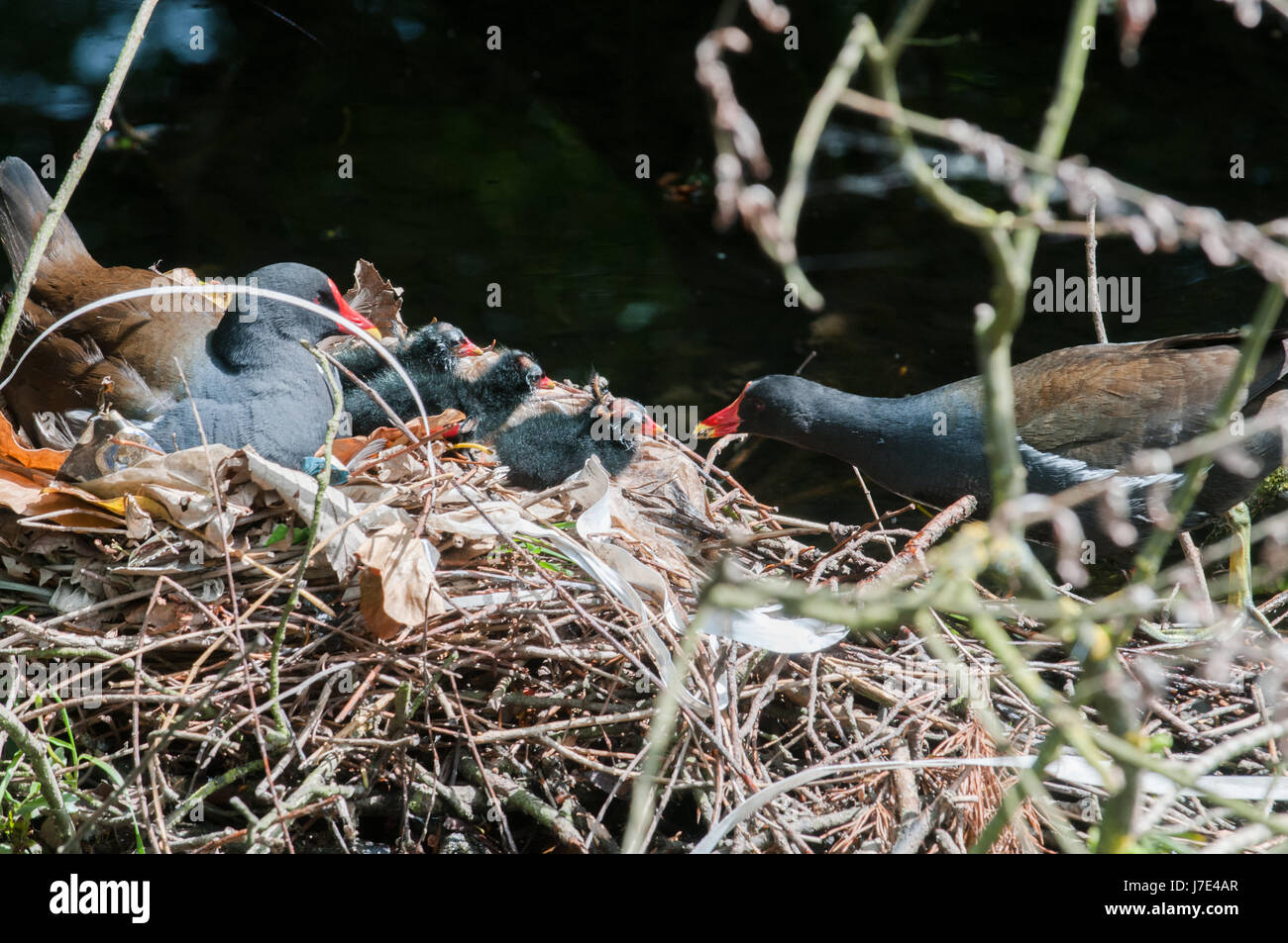 Mother and baby birds nesting on a river nest Stock Photo - Alamy