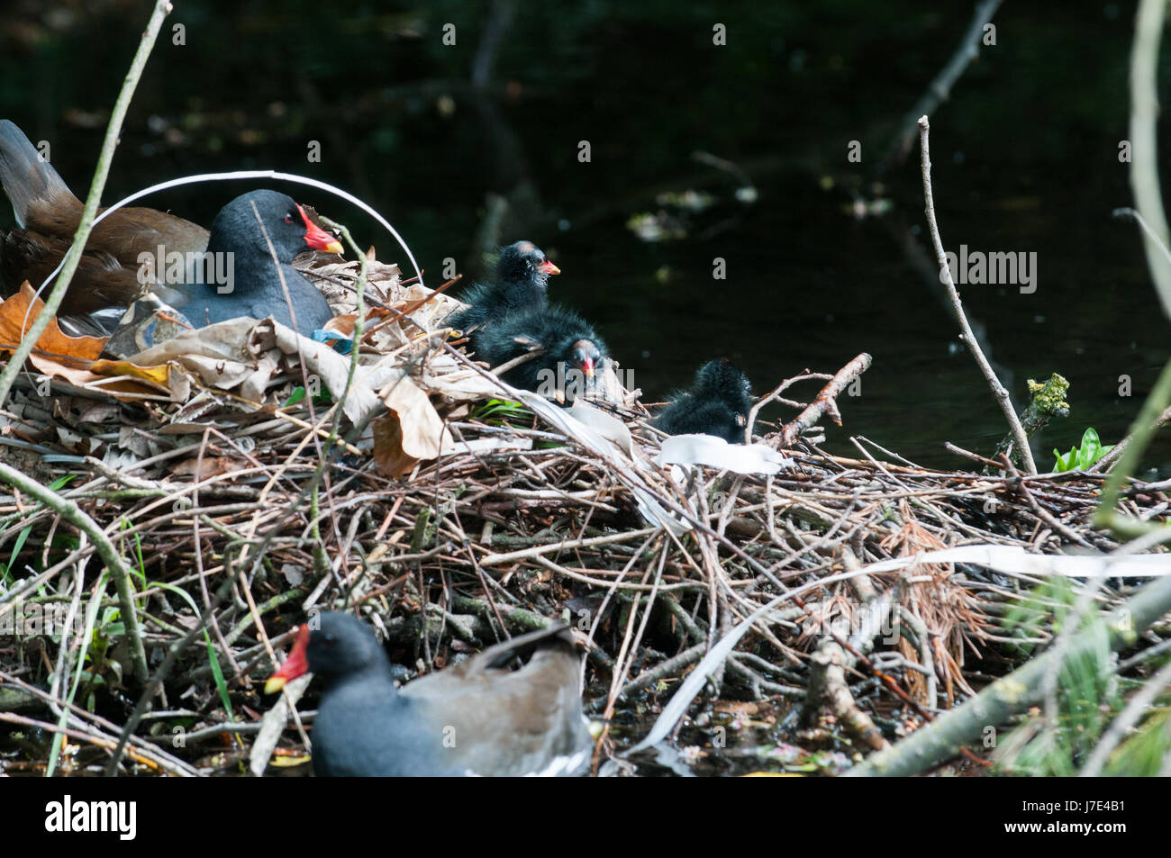 Mother and baby birds nesting on a river nest Stock Photo - Alamy