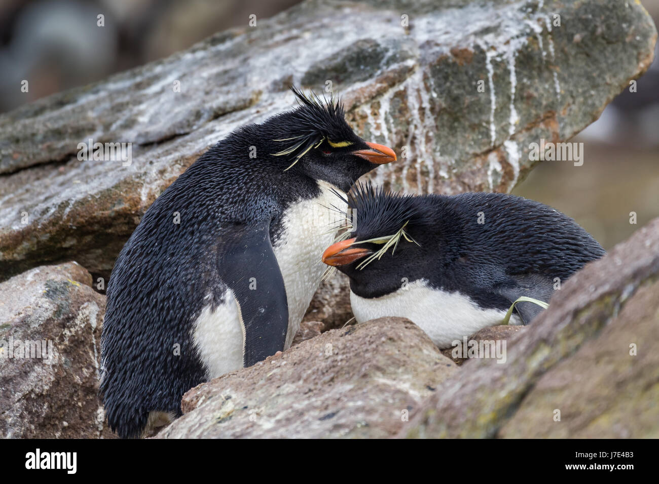 Rockhopper penguins protecting their nest Stock Photo - Alamy
