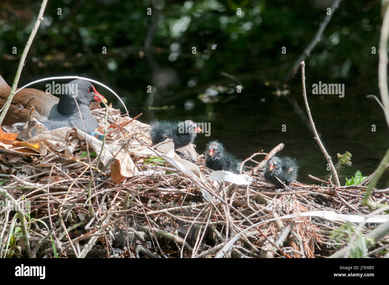 Mother and baby birds nesting on a river nest Stock Photo - Alamy