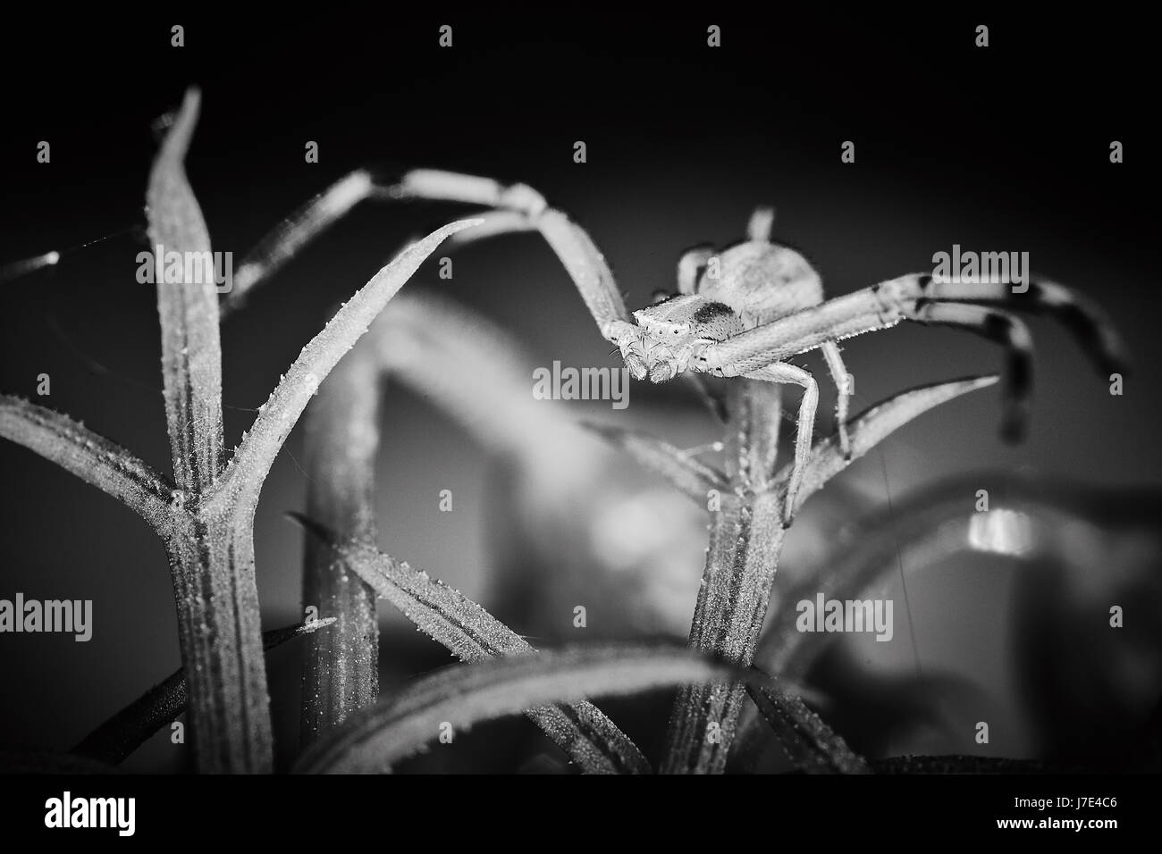 Spider dorsal view Black and White Stock Photos & Images - Alamy