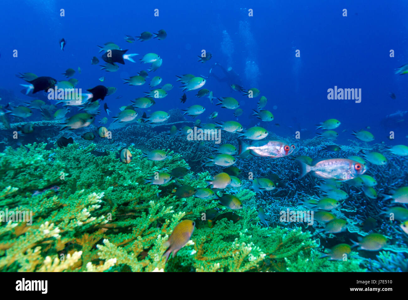 Coral reef many fishes snorkeling hi-res stock photography and images ...