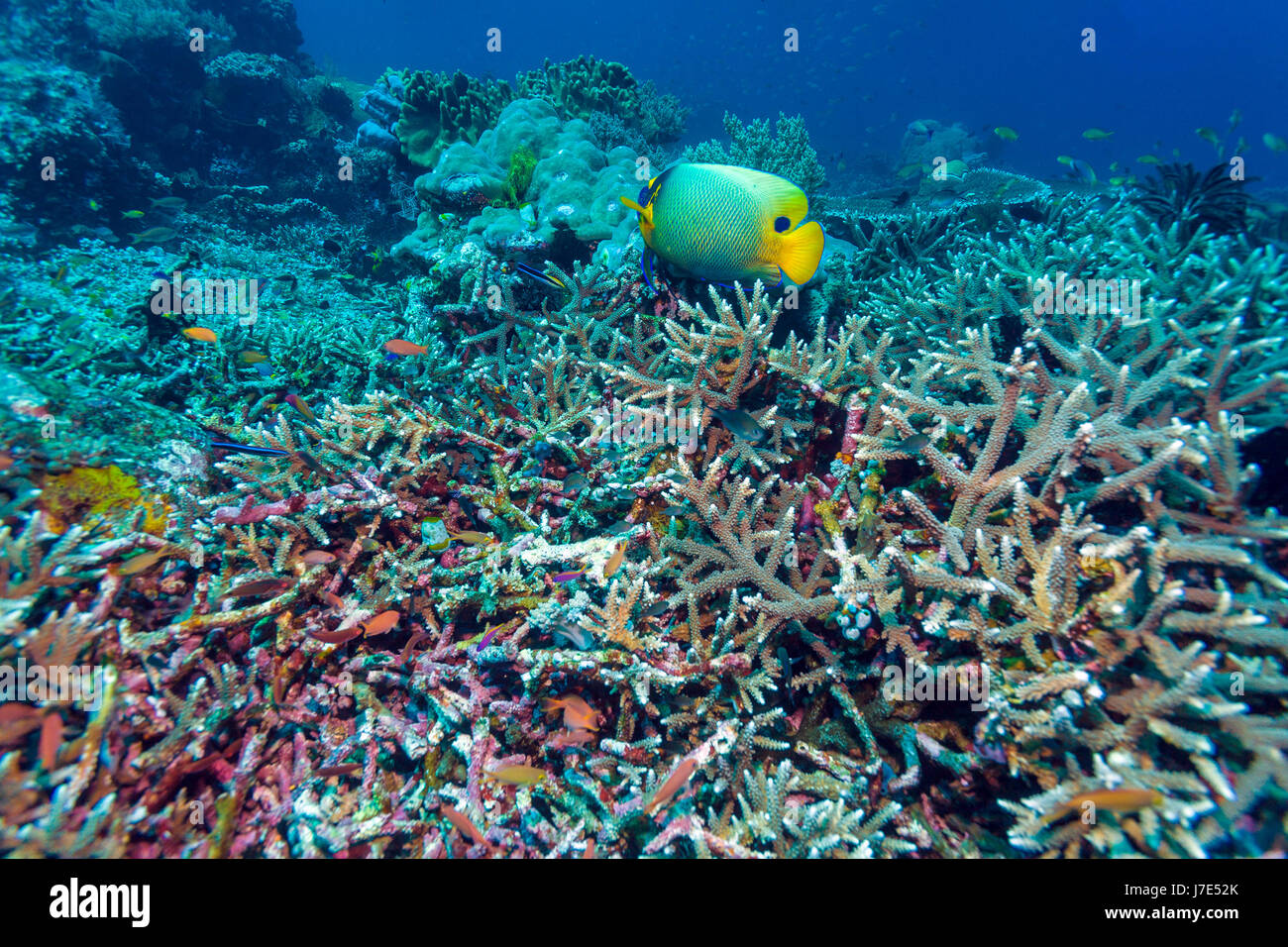 Colorful Tropical Reef Landscape with Hard Corals, Balinese diving ...