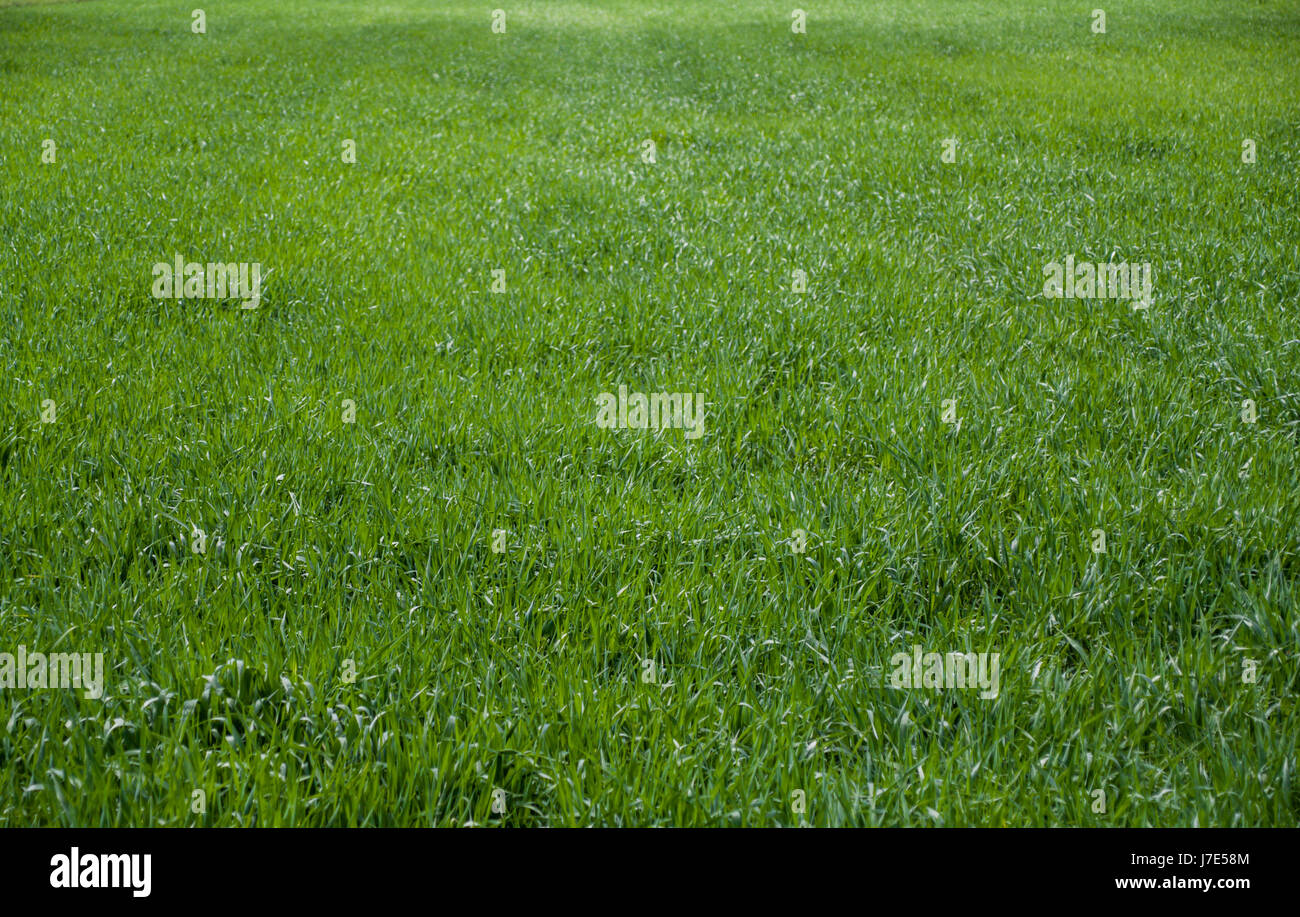 The beautiful meadows, with very green grass natural background ...