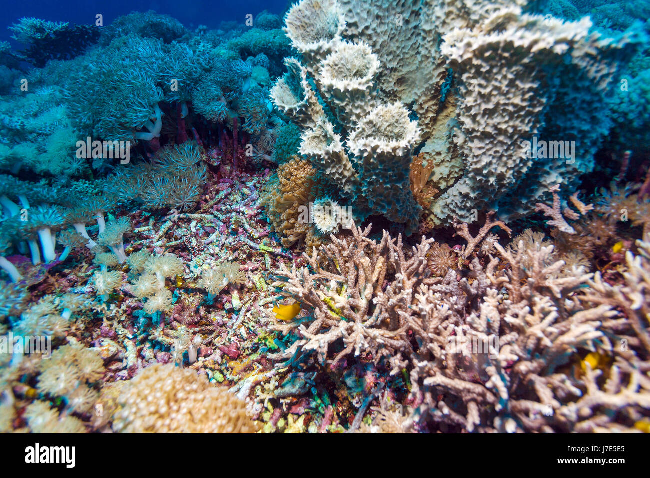 Colorful Tropical Reef Landscape with Hard Corals, Balinese diving ...