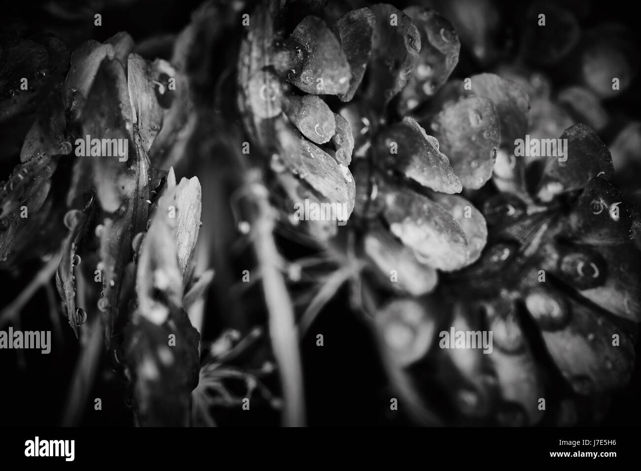 Dry plant dramatic macro close up view with raindrops Stock Photo - Alamy