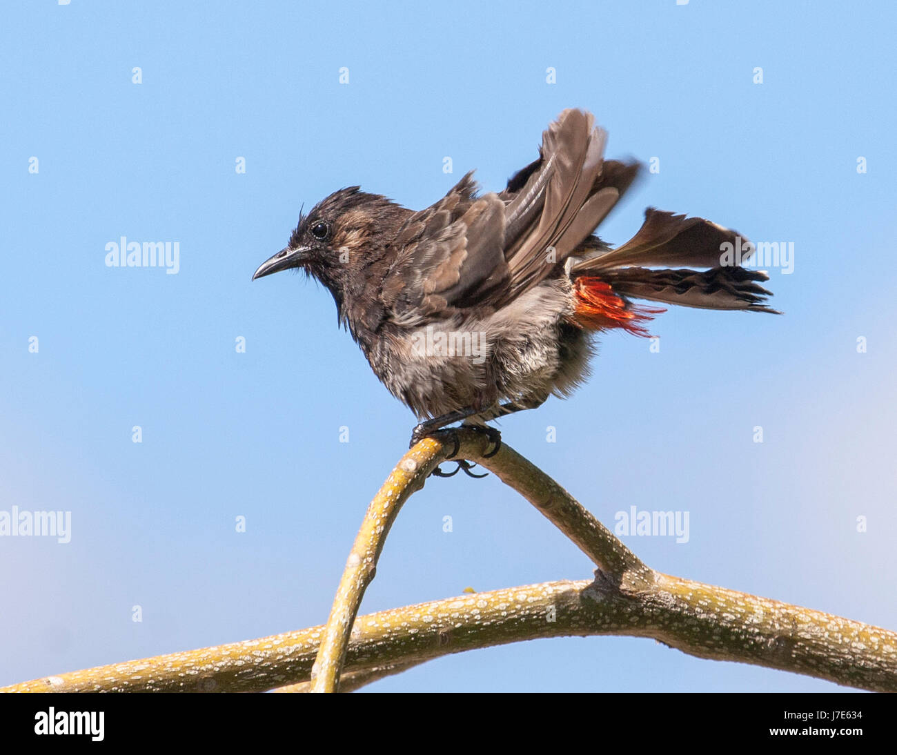 Red Vented Bulbul Stock Photo - Alamy