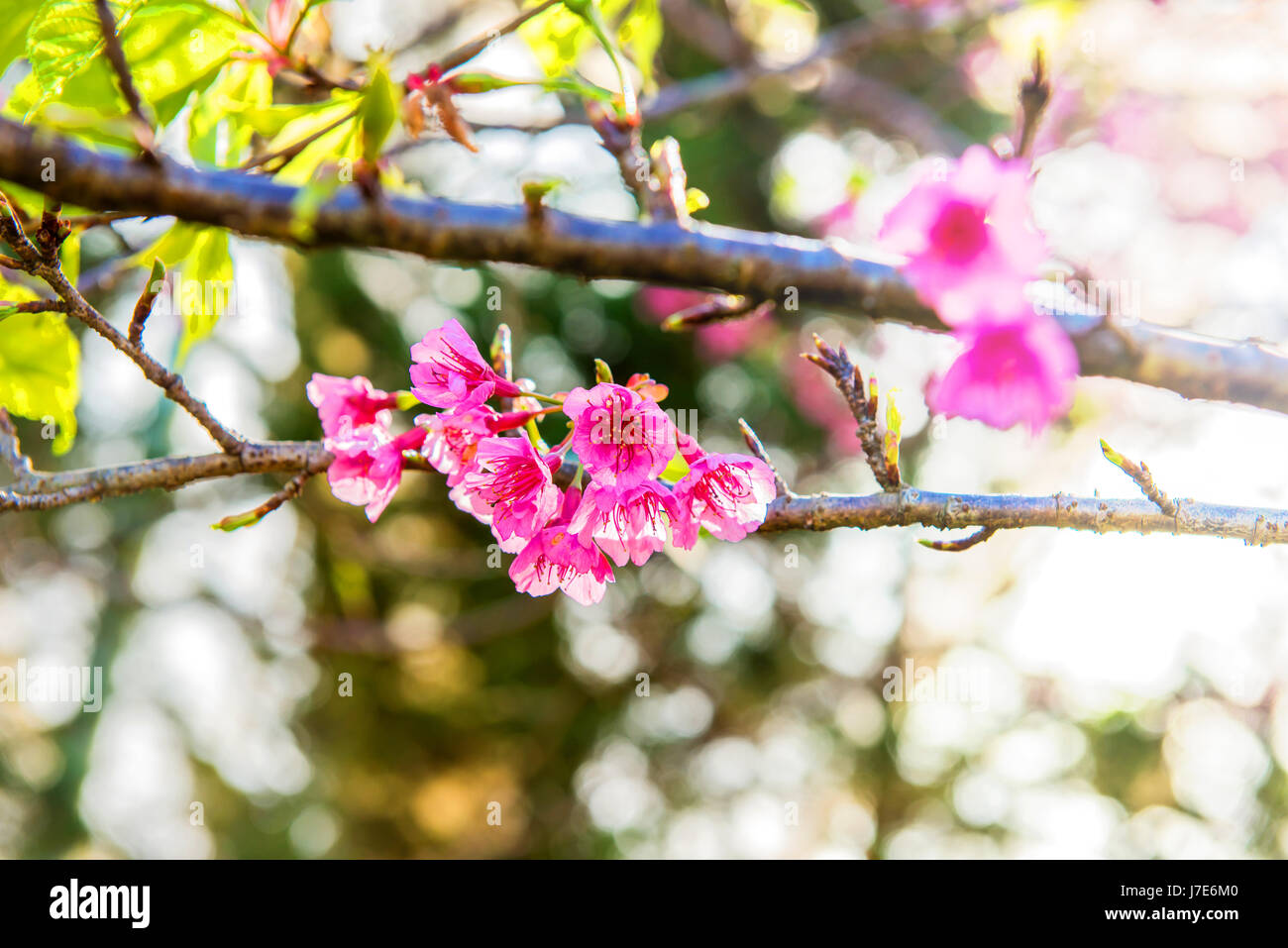 blooming Sakura flower and Cherry bossom tree Stock Photo - Alamy