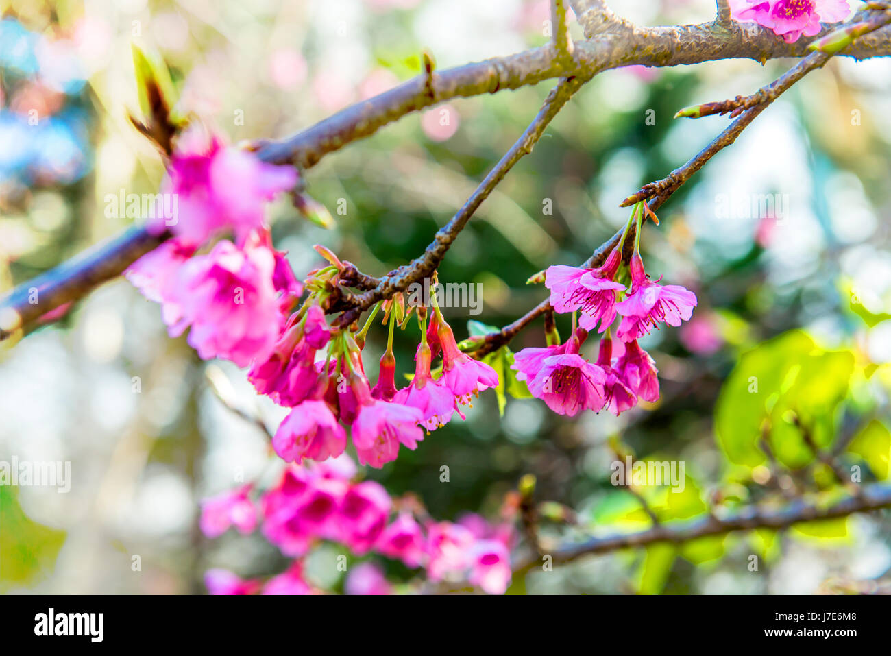 blooming Sakura flower and Cherry bossom tree Stock Photo - Alamy