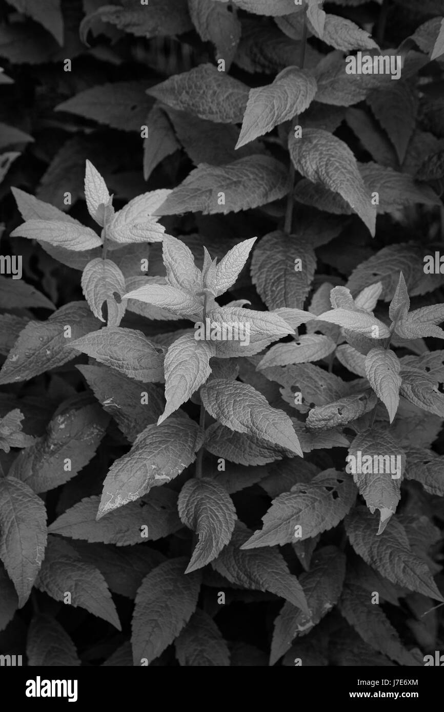 Yellow weeds Black and White Stock Photos & Images - Alamy