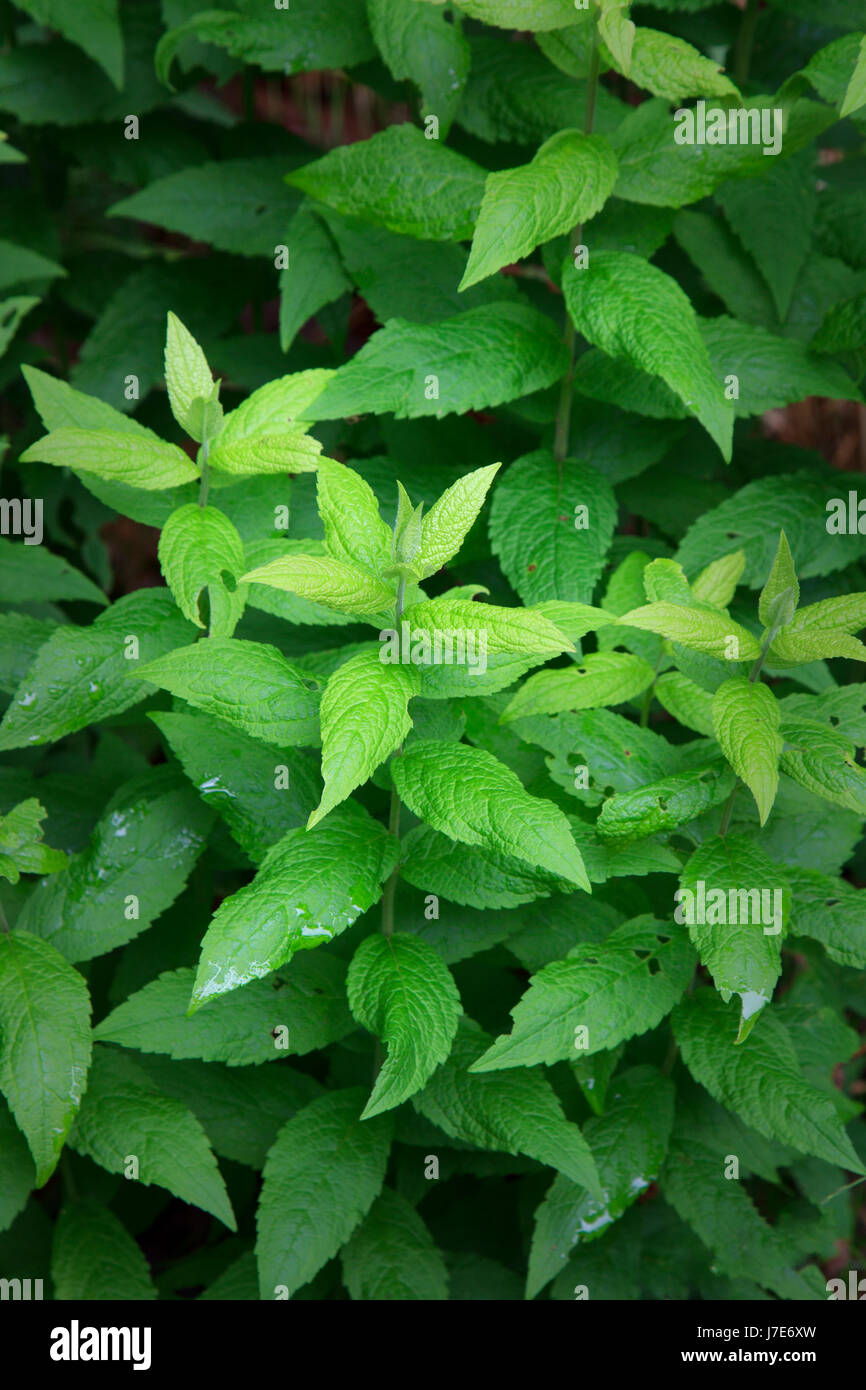 Stickwood hi-res stock photography and images - Alamy