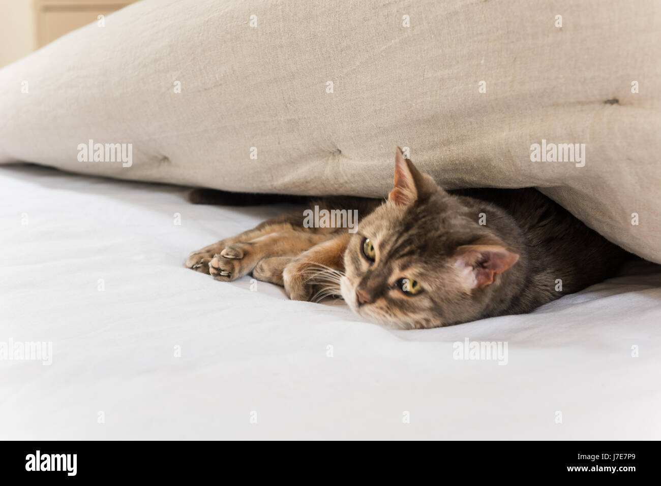 A cat naps in bedding from Soak & Sleep Stock Photo - Alamy