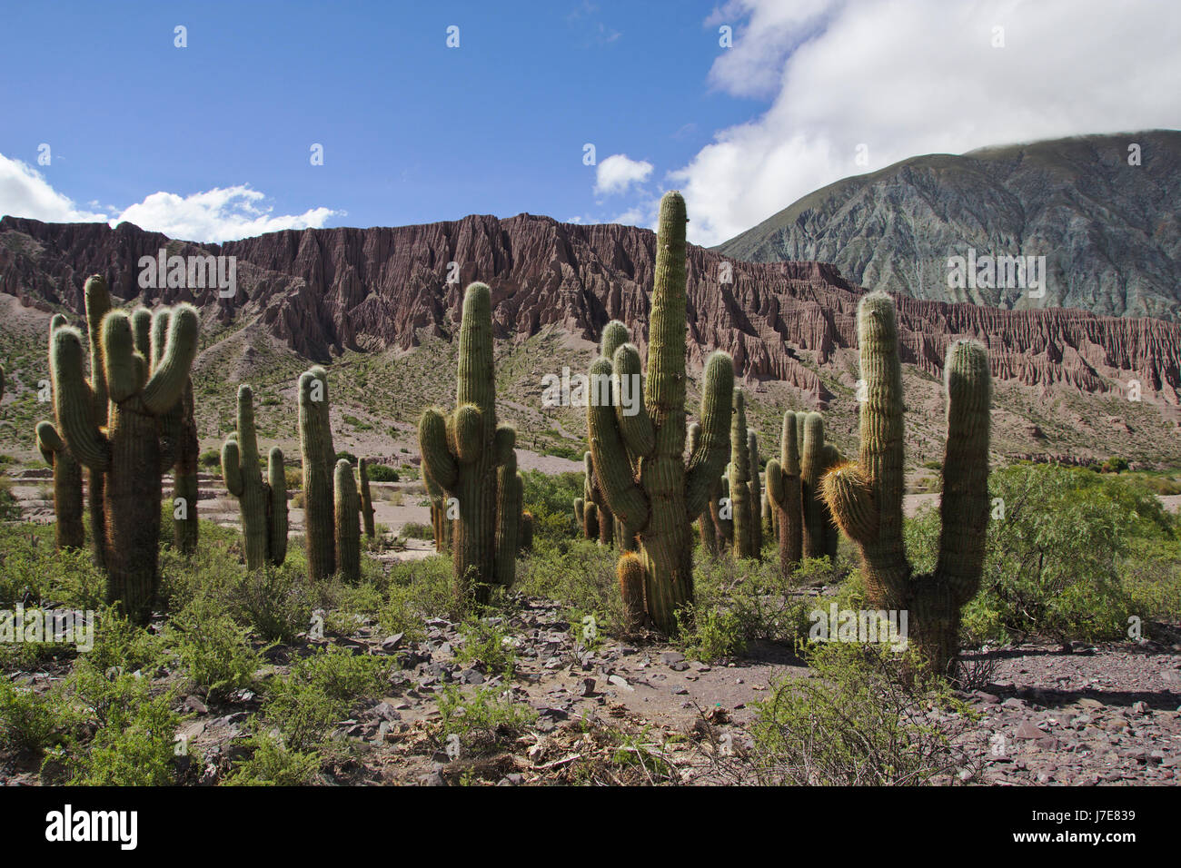 Cacti and sedimentary rocks near Purmamarca, Quebrada de Humahuaca ...