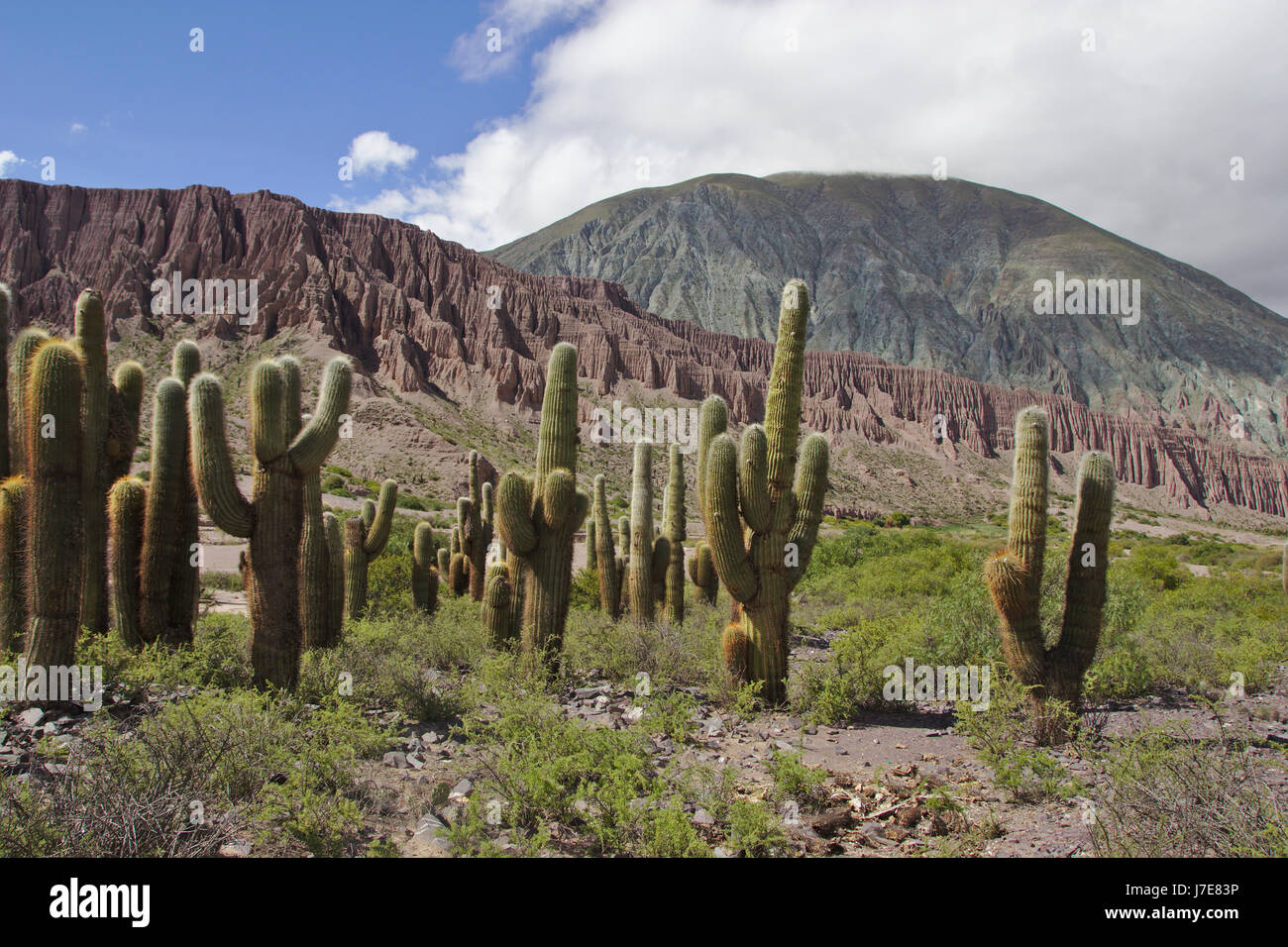 Cacti and sedimentary rocks near Purmamarca, Quebrada de Humahuaca ...