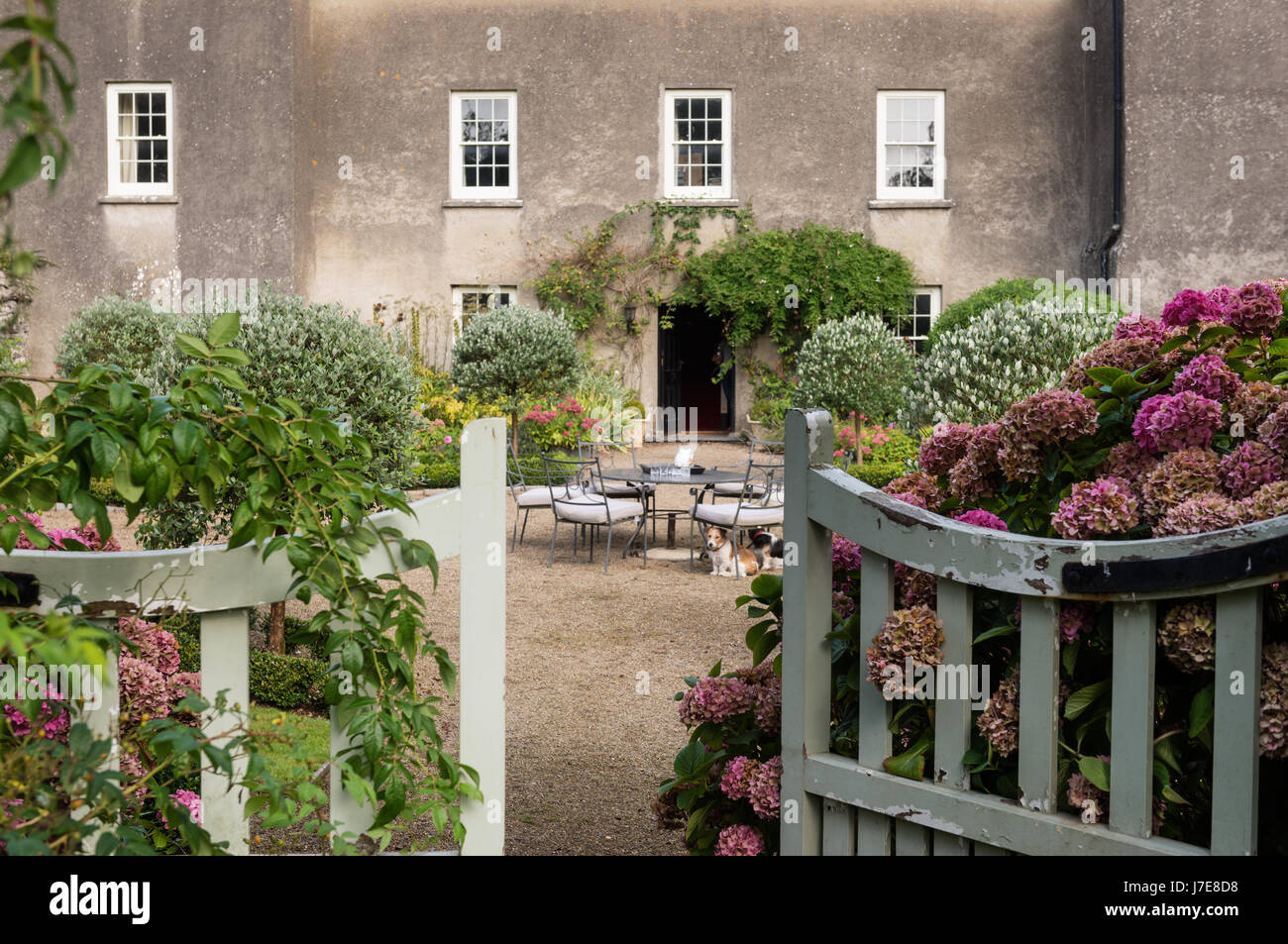 Pink hydrangeas at the gateway of the walled courtyard Stock Photo - Alamy