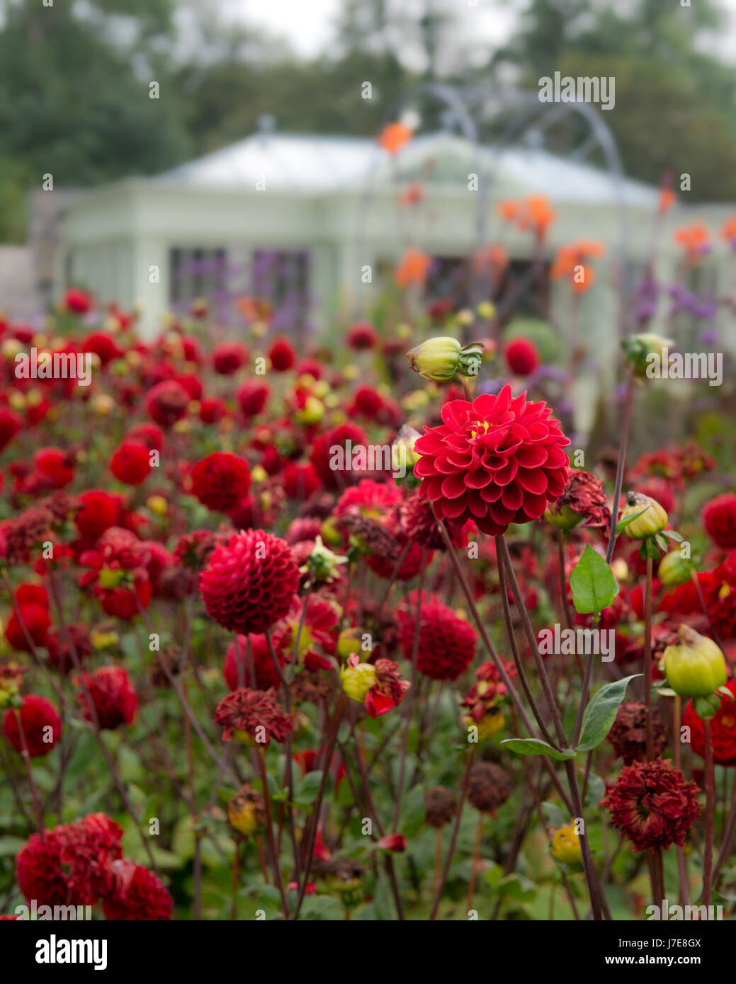 Arabian night dahlia hi-res stock photography and images - Alamy