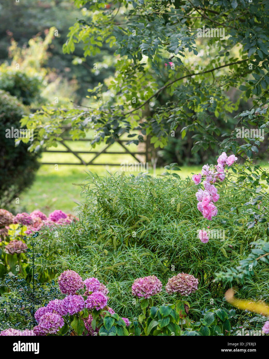 Pink hydrangeas with country gate in background Stock Photo - Alamy
