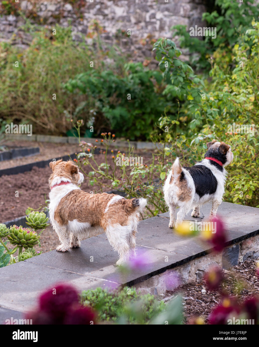 Rough jack russell terrier hi-res stock photography and images - Alamy