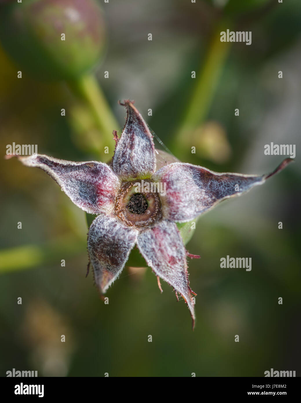 Detail of a young apple bud Stock Photo - Alamy