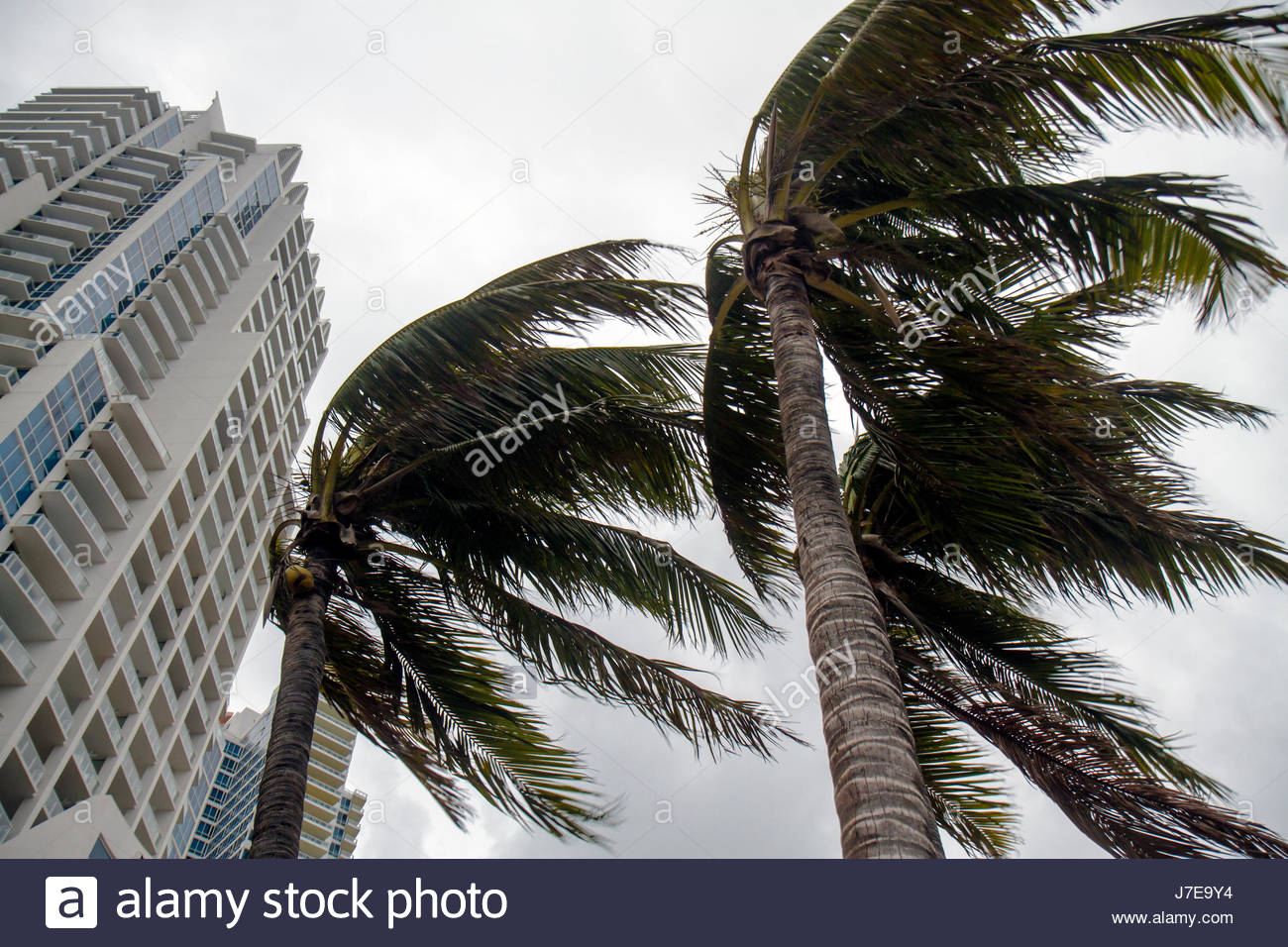 Trees Blowing Wind Hurricane Stock Photos & Trees Blowing Wind ...