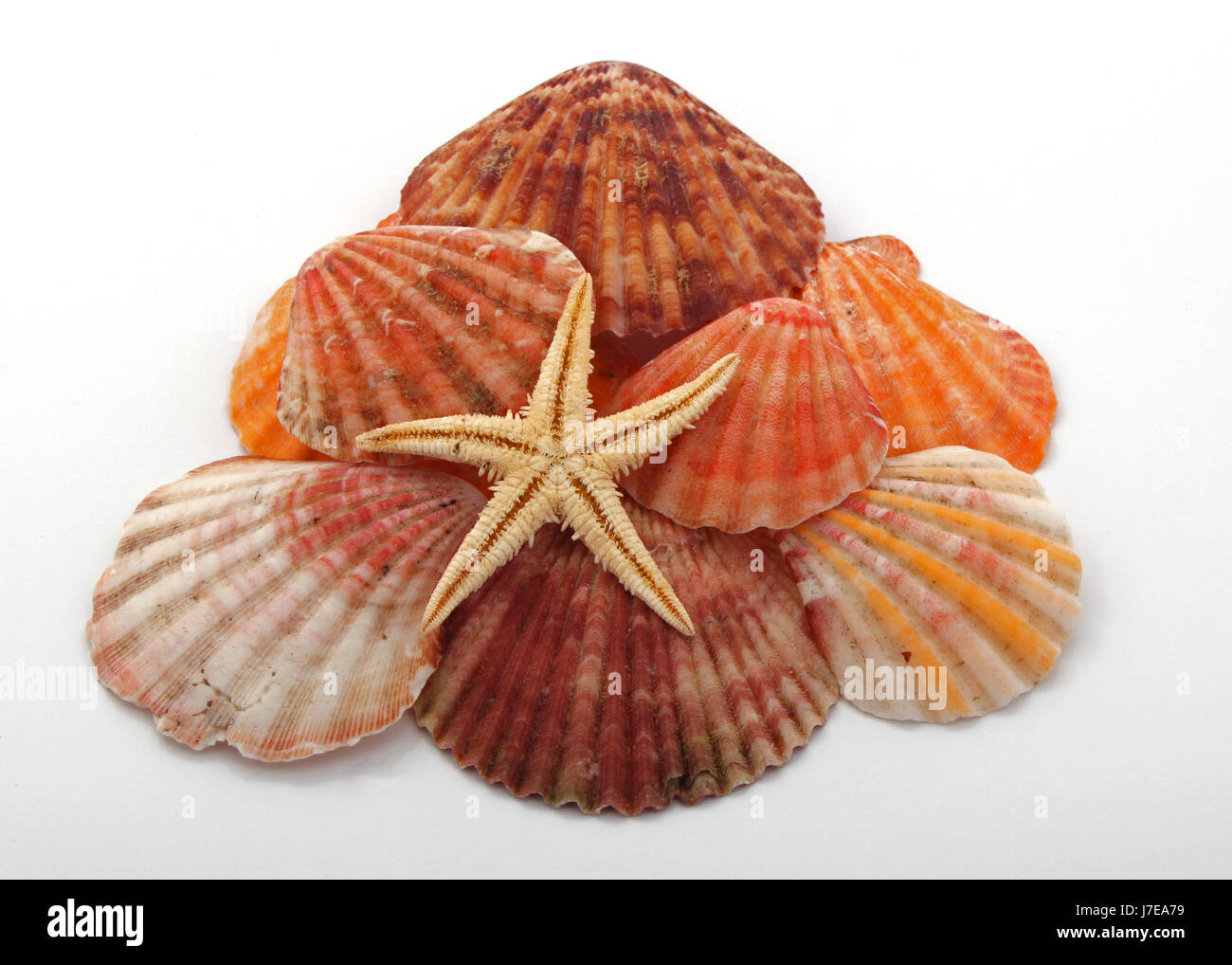 beach seaside the beach seashore shell shellfish starfish seashell ...