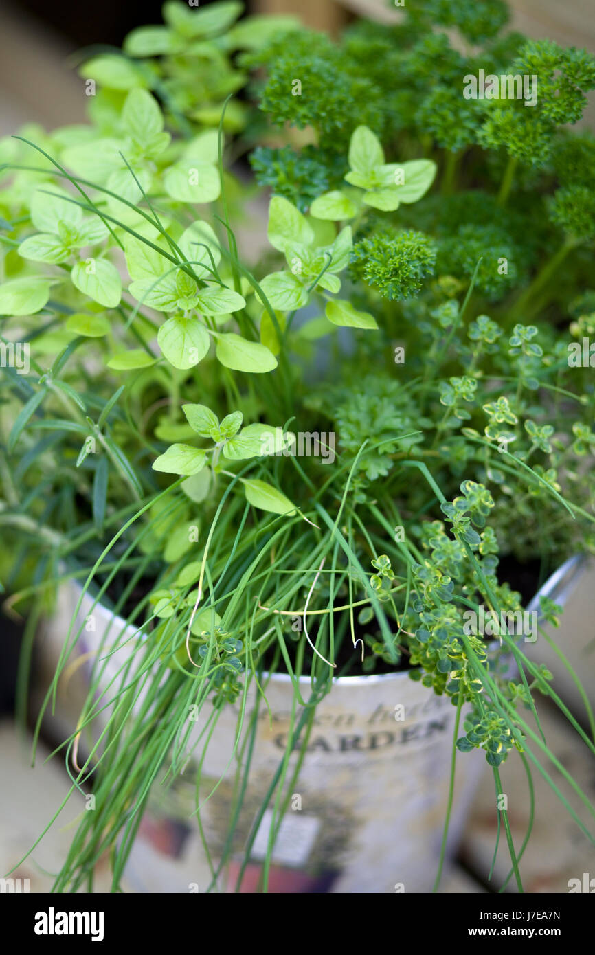 Herbs in a decorative bucket Stock Photo - Alamy