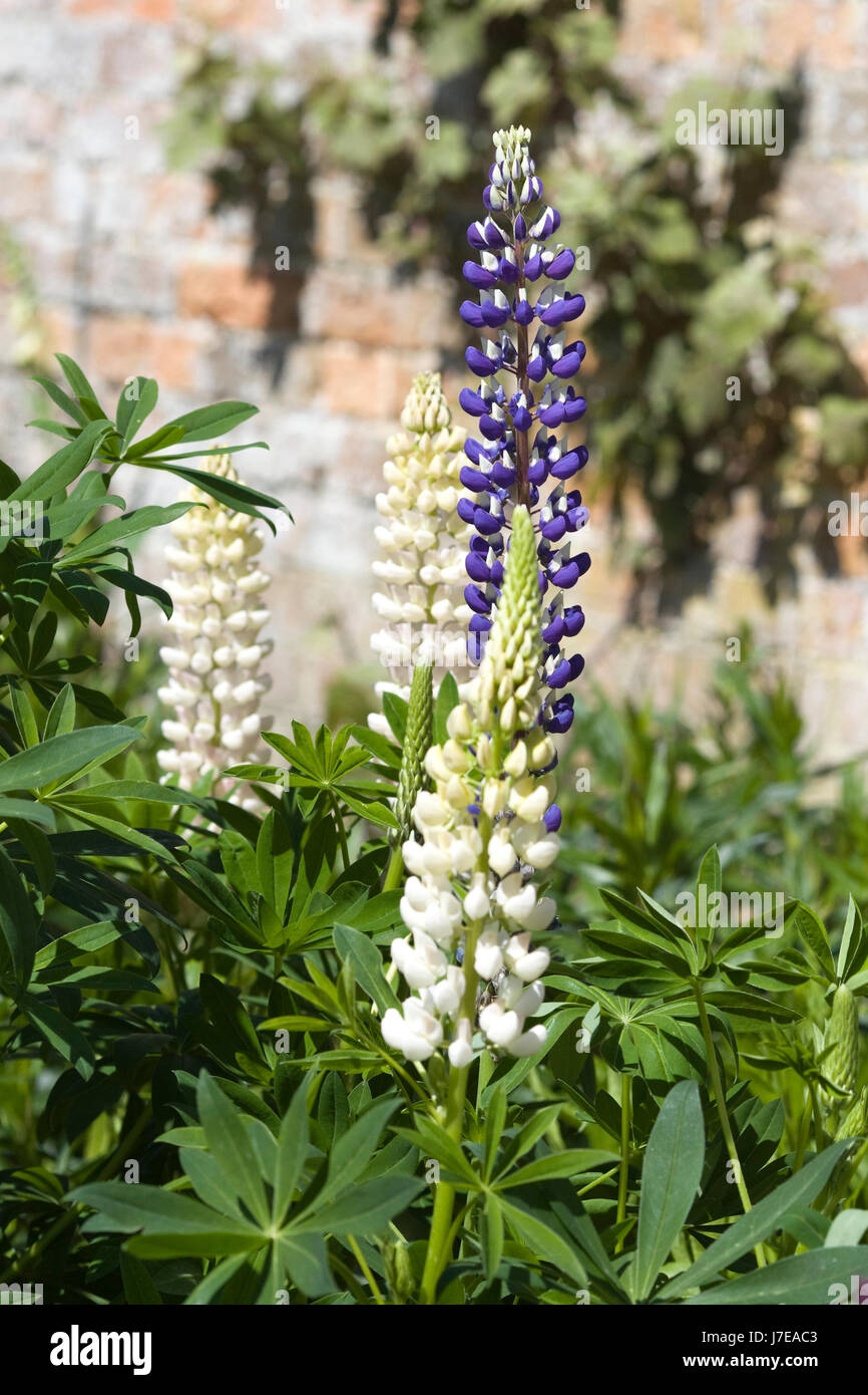 Perennials lupin lupins borders hi-res stock photography and images - Alamy